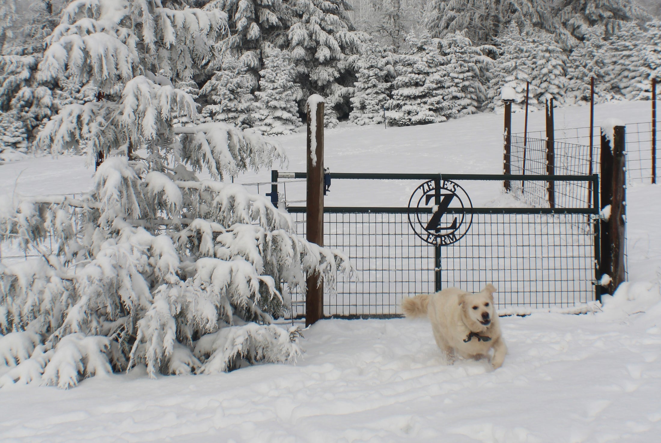 Zeke's Farm – Zeke's Farm
